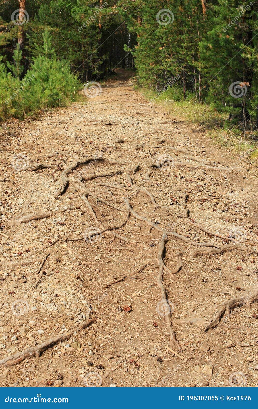 Tree Roots on a Forest Path Stock Image - Image of ground, surface ...