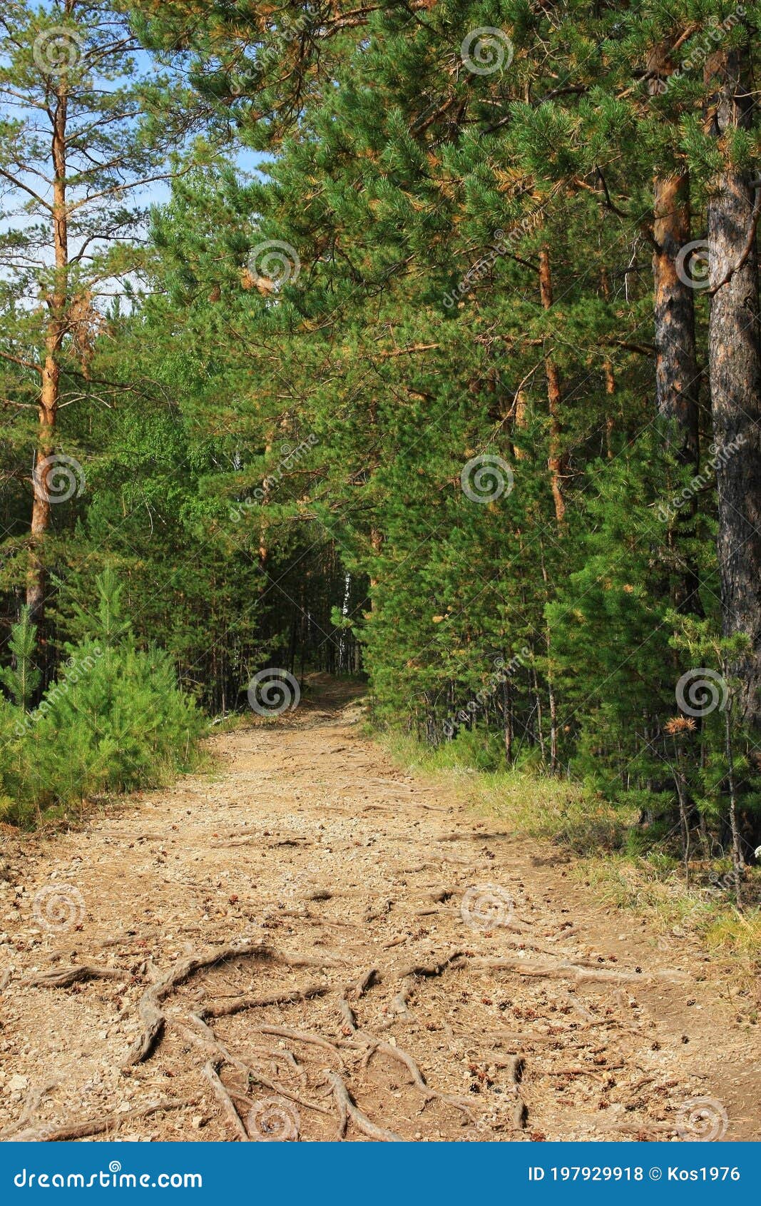 Tree Roots on a Forest Path Stock Photo - Image of horizon, asphalt ...