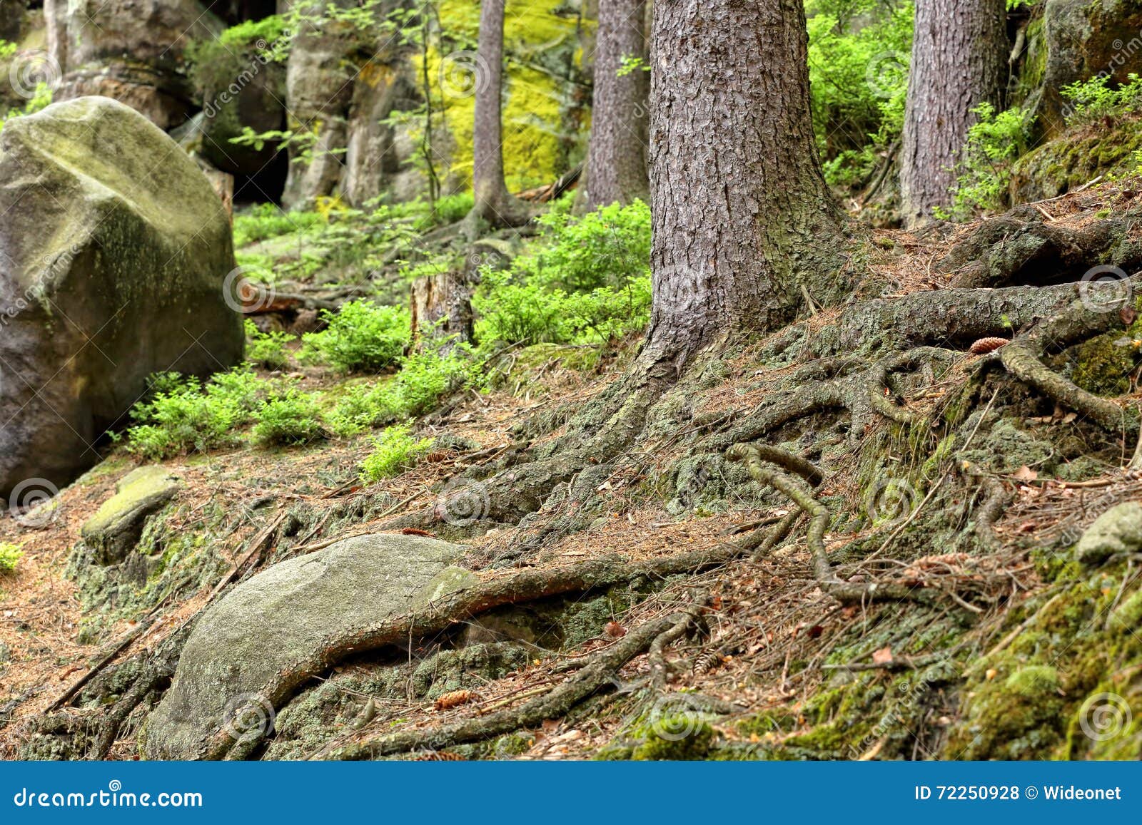 Roots of Trees in a Green Forest Stock Photo - Image of nature, park ...