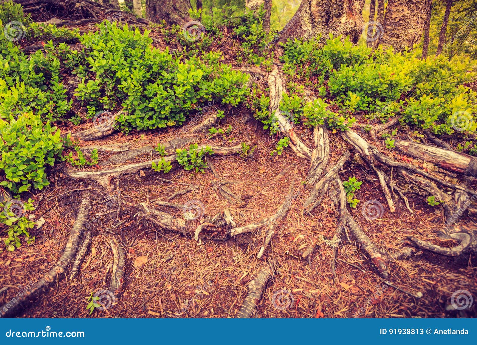 Roots of Trees with Green Plants in Forest Stock Image - Image of ...