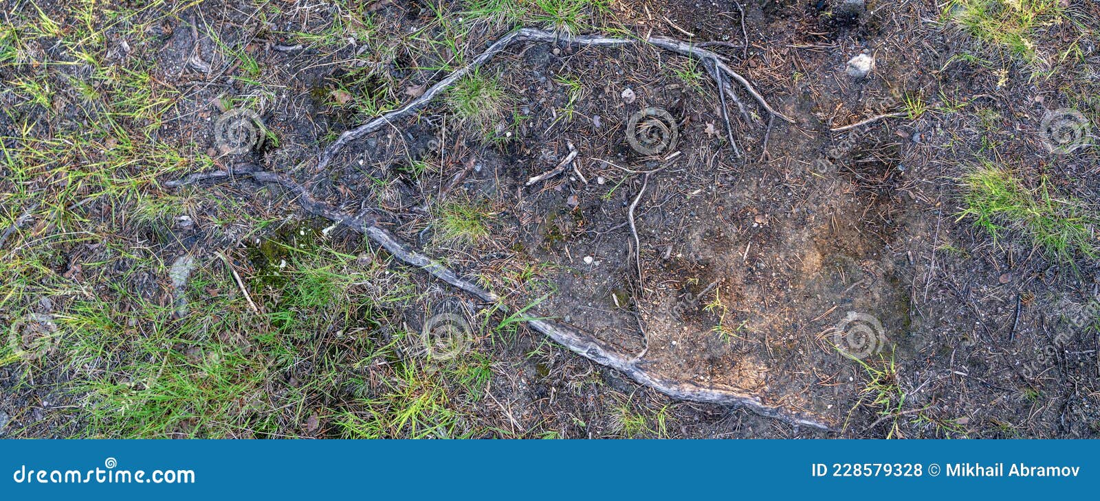 The Roots of Trees in the Ground, Covered with Grass. Hiking Trails ...