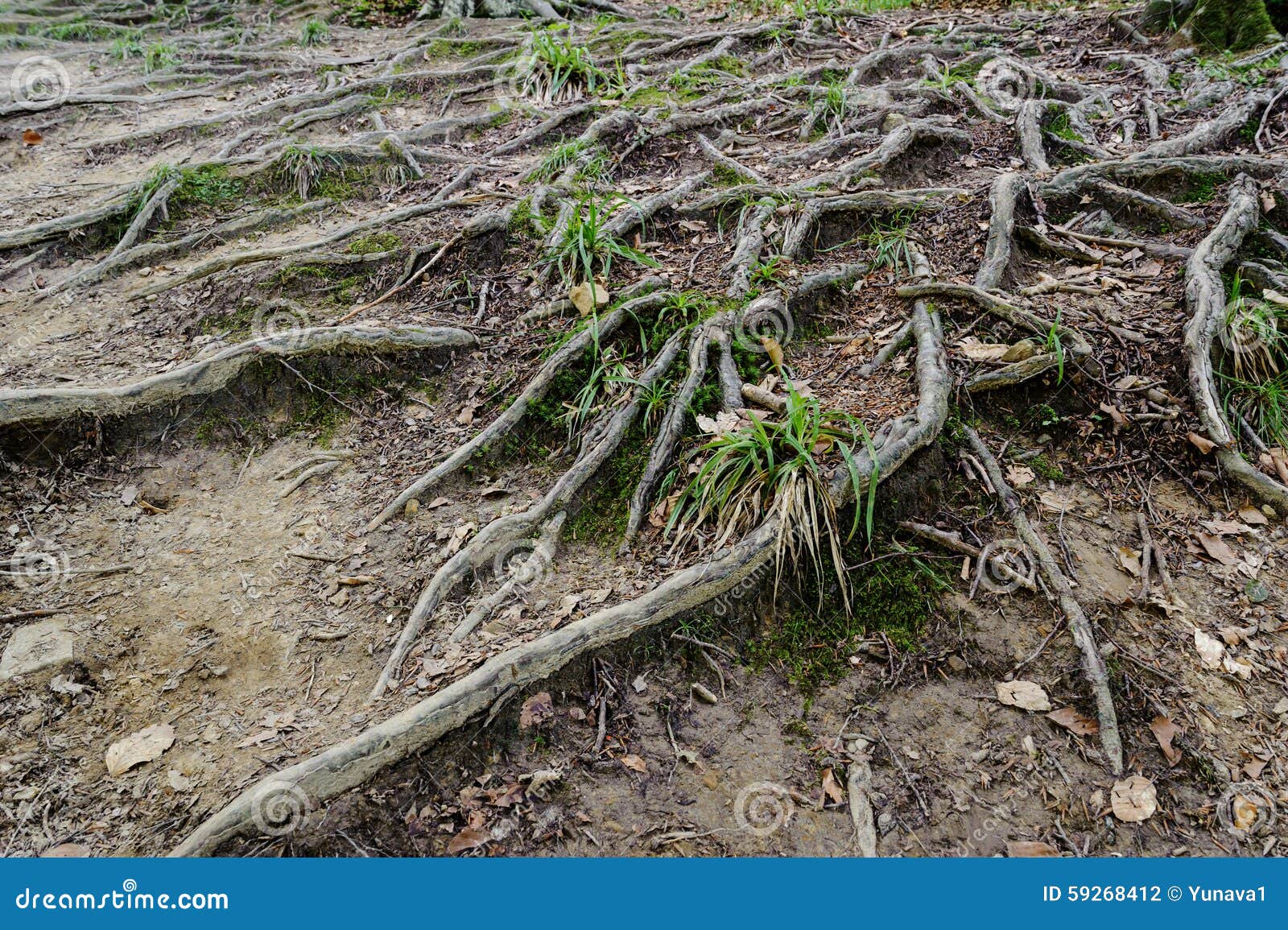 The Roots of the Trees are on the Ground Stock Photo - Image of path ...