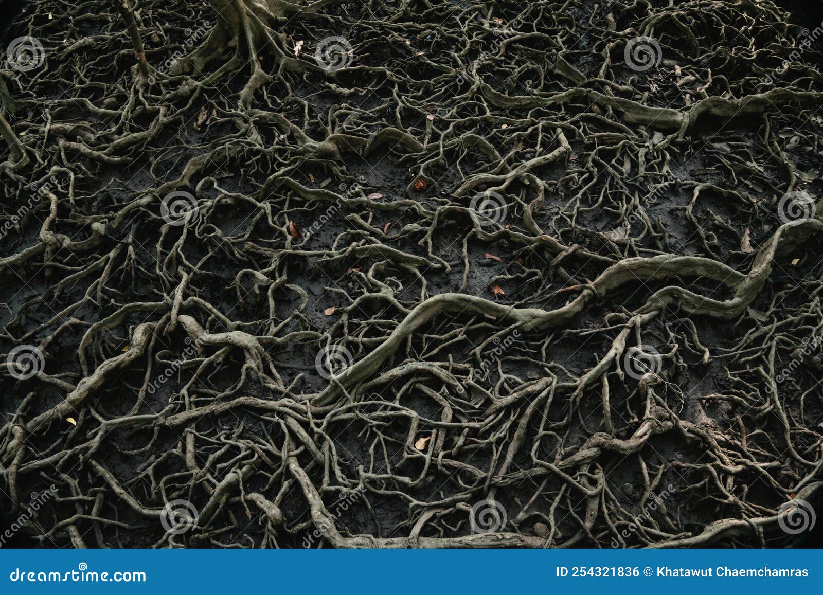 Roots of Trees that Grow in Mangrove Forests Stock Photo - Image of ...