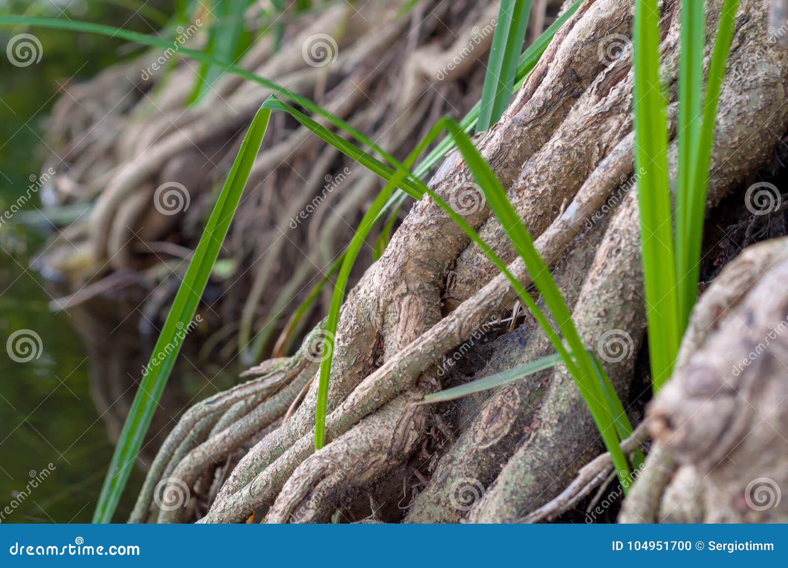Roots of Trees Growing in the Water on the Shore of the River Stock ...
