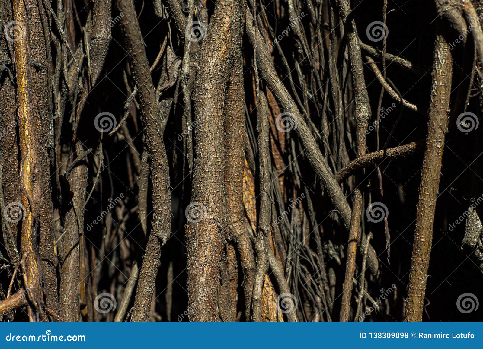 Roots of Trees. Huge Tree Trunk and Large Exposed Roots Stock Photo ...