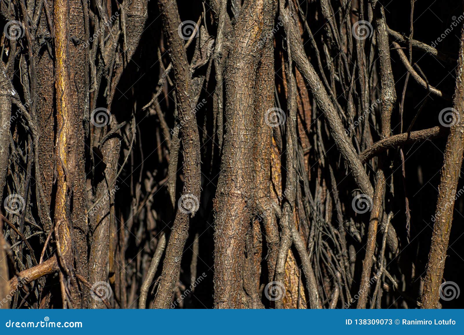 Roots of Trees. Huge Tree Trunk and Large Exposed Roots Stock Image ...