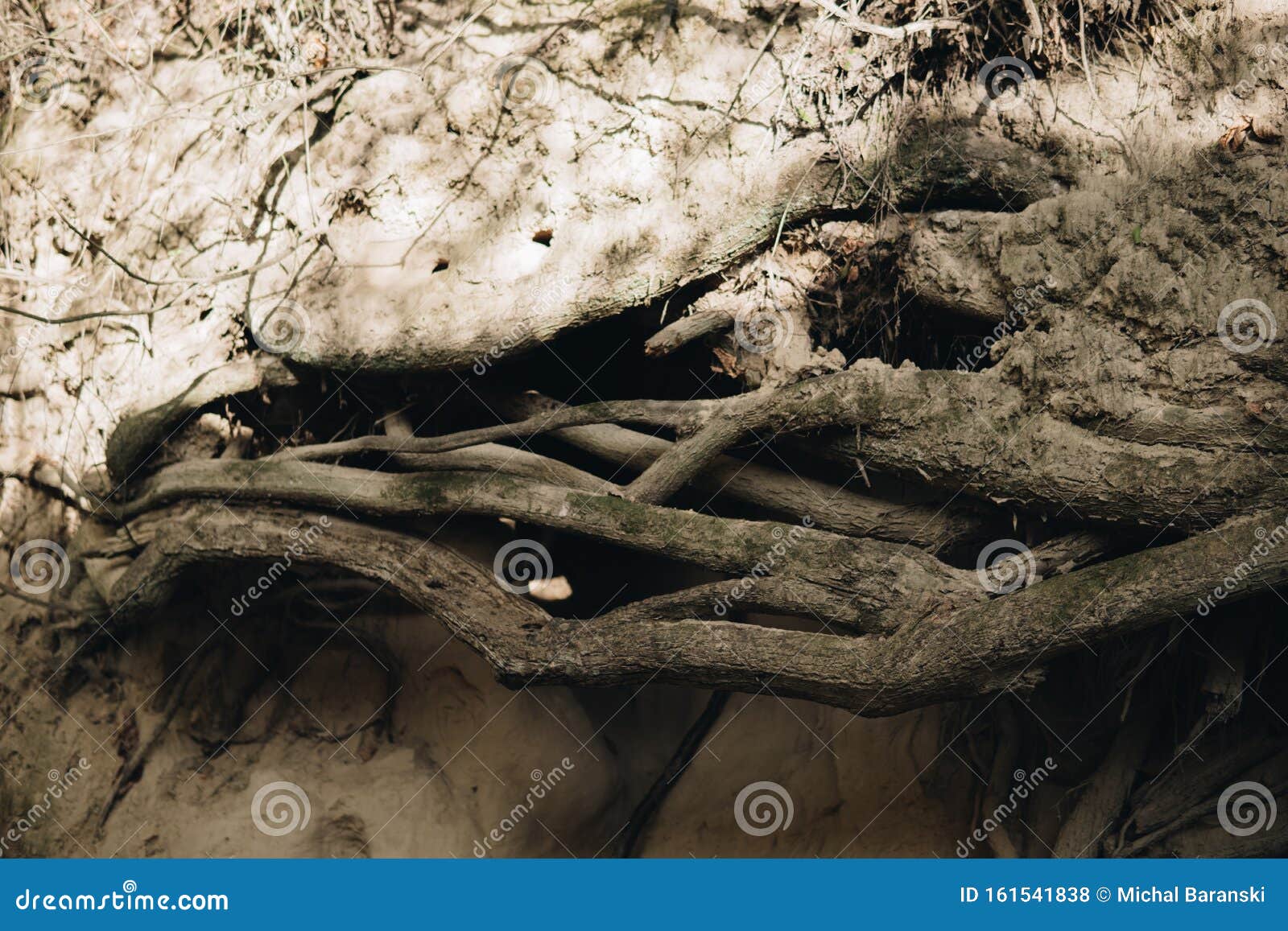 Roots of Trees Inside of a Gully Stock Photo - Image of root, landform ...