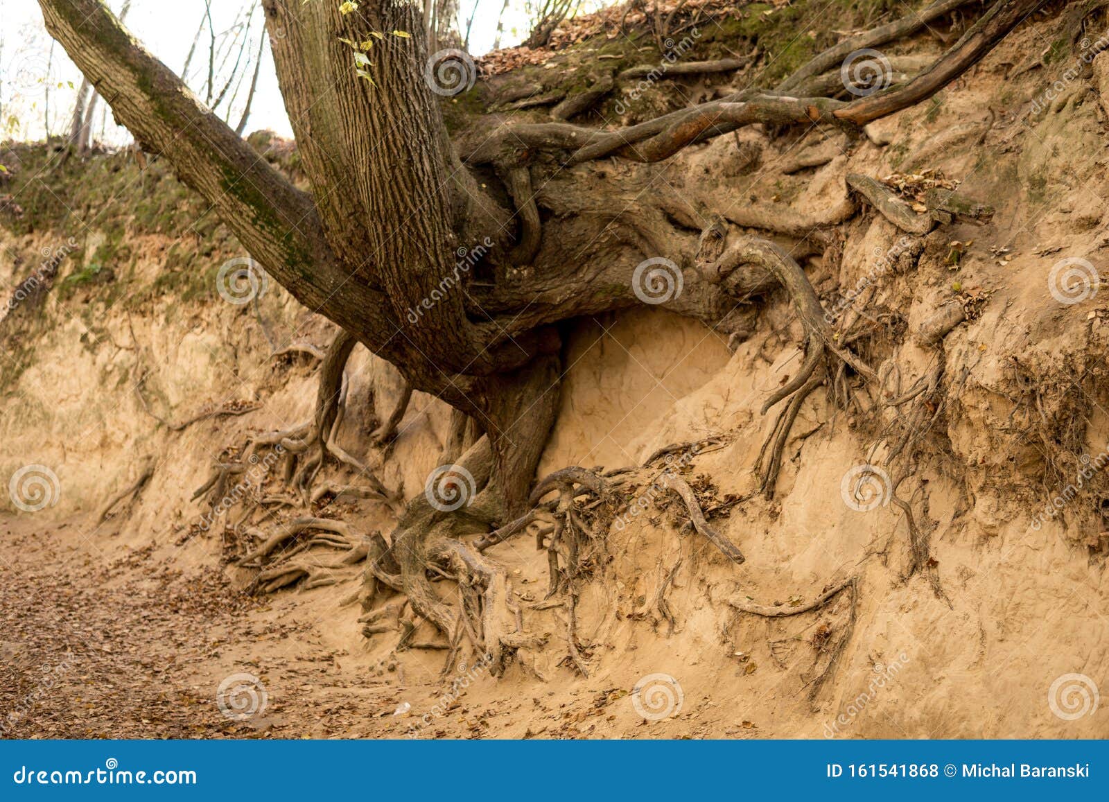 Roots of Trees Inside of a Gully Stock Photo - Image of rock, tree ...