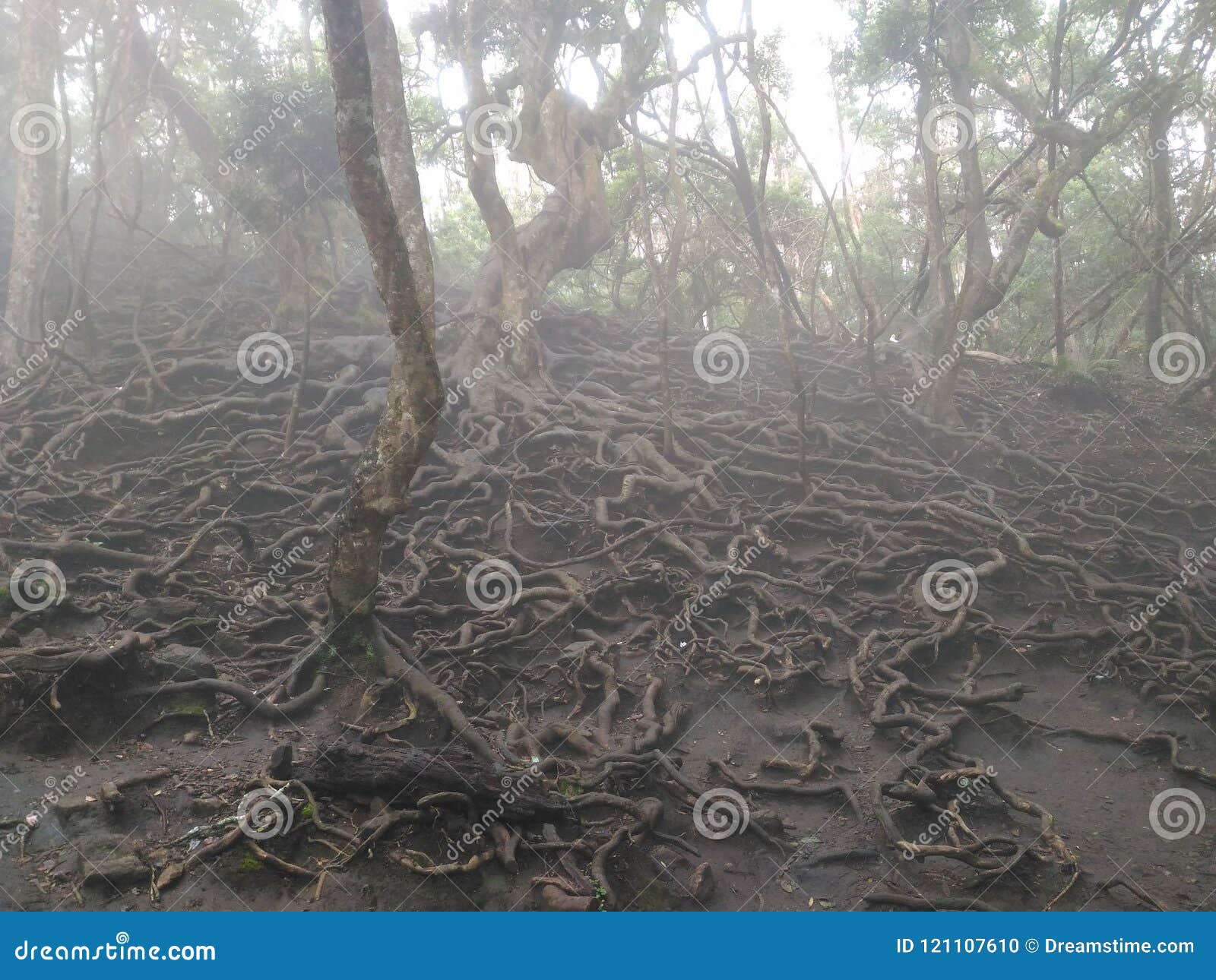 Roots stock photo. Image of roots, lies, trees, snake - 121107610