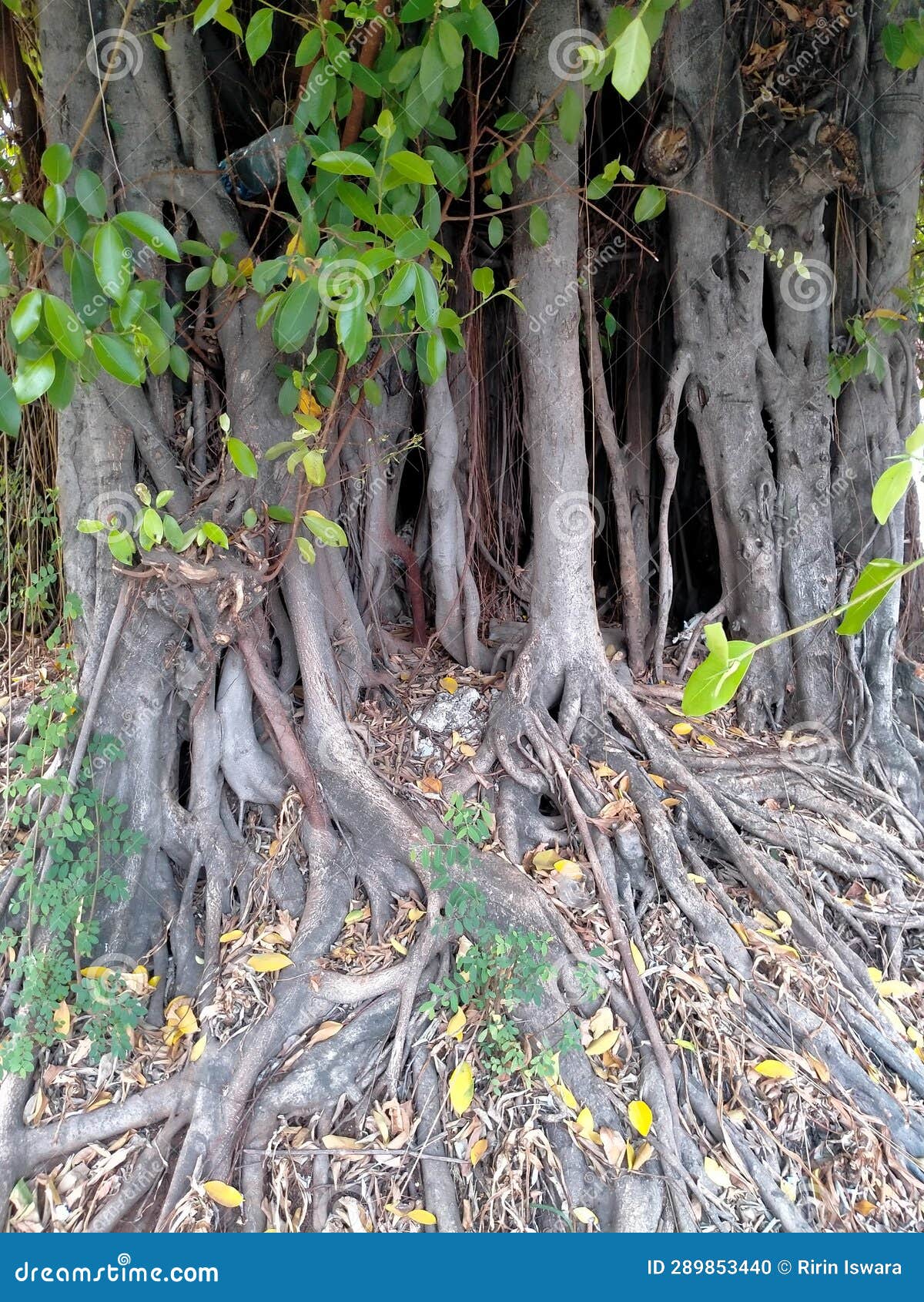 These Roots and Trees Look Unique Stock Photo - Image of deciduous ...