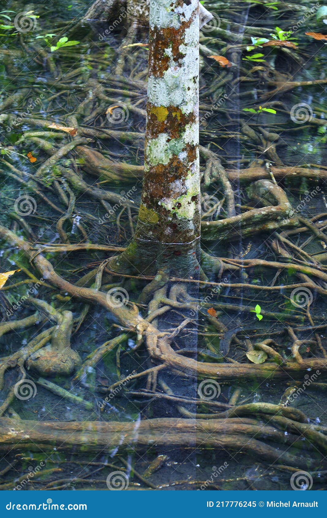 Roots of Trees in Mangrove Forest Stock Image - Image of outdoors, lake ...