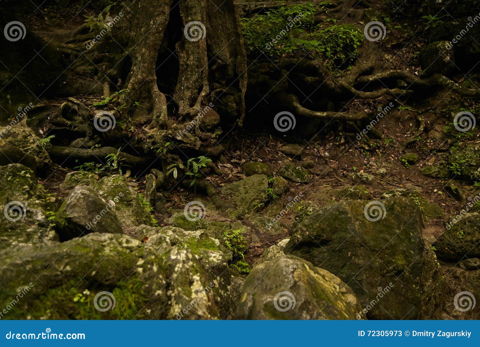 The Roots of the Trees in the Rainforest Stock Image - Image of garden ...