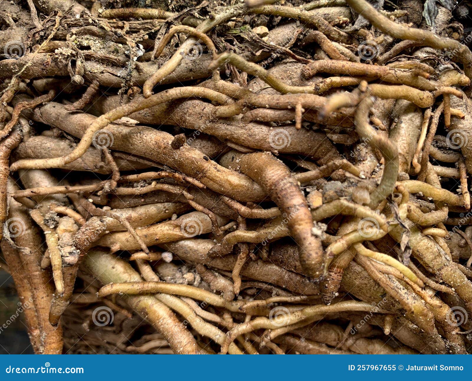 The Roots stock image. Image of trees, roots, together - 257967655