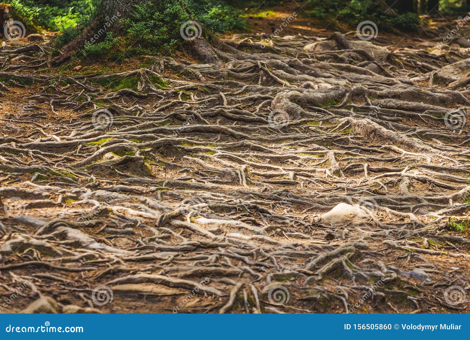The Roots of the Trees on the Soil Surface Form an Amazing Pattern ...