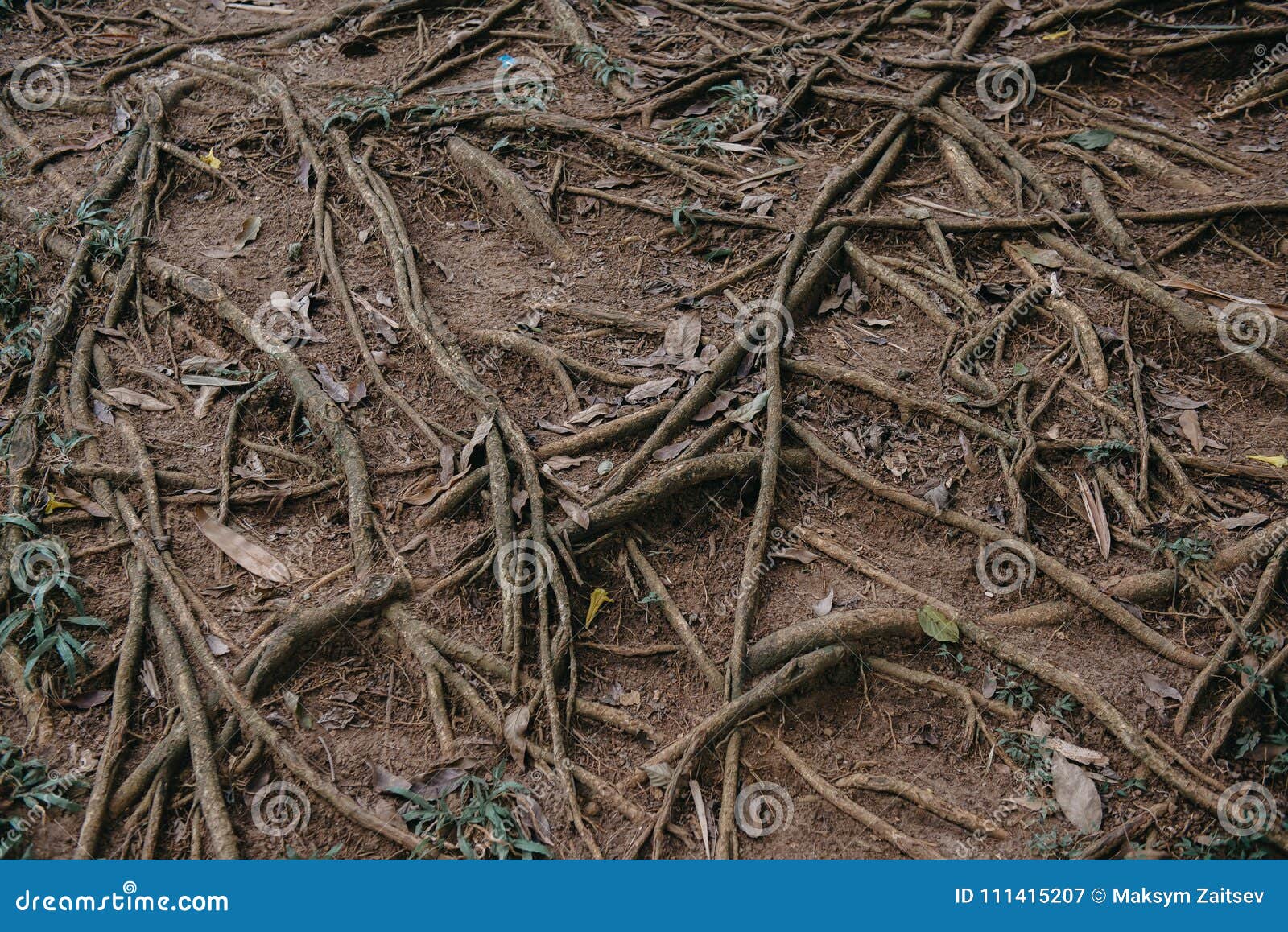 Roots of Trees on the Surface of the Ground, Texture Stock Image ...