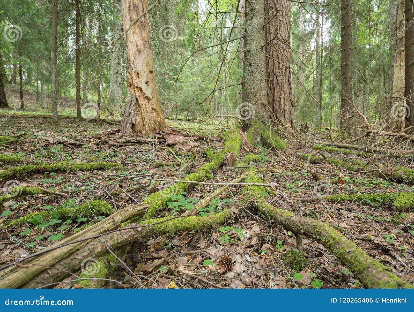 Roots and Trees in Untouched Coniferous Forest Stock Photo - Image of ...