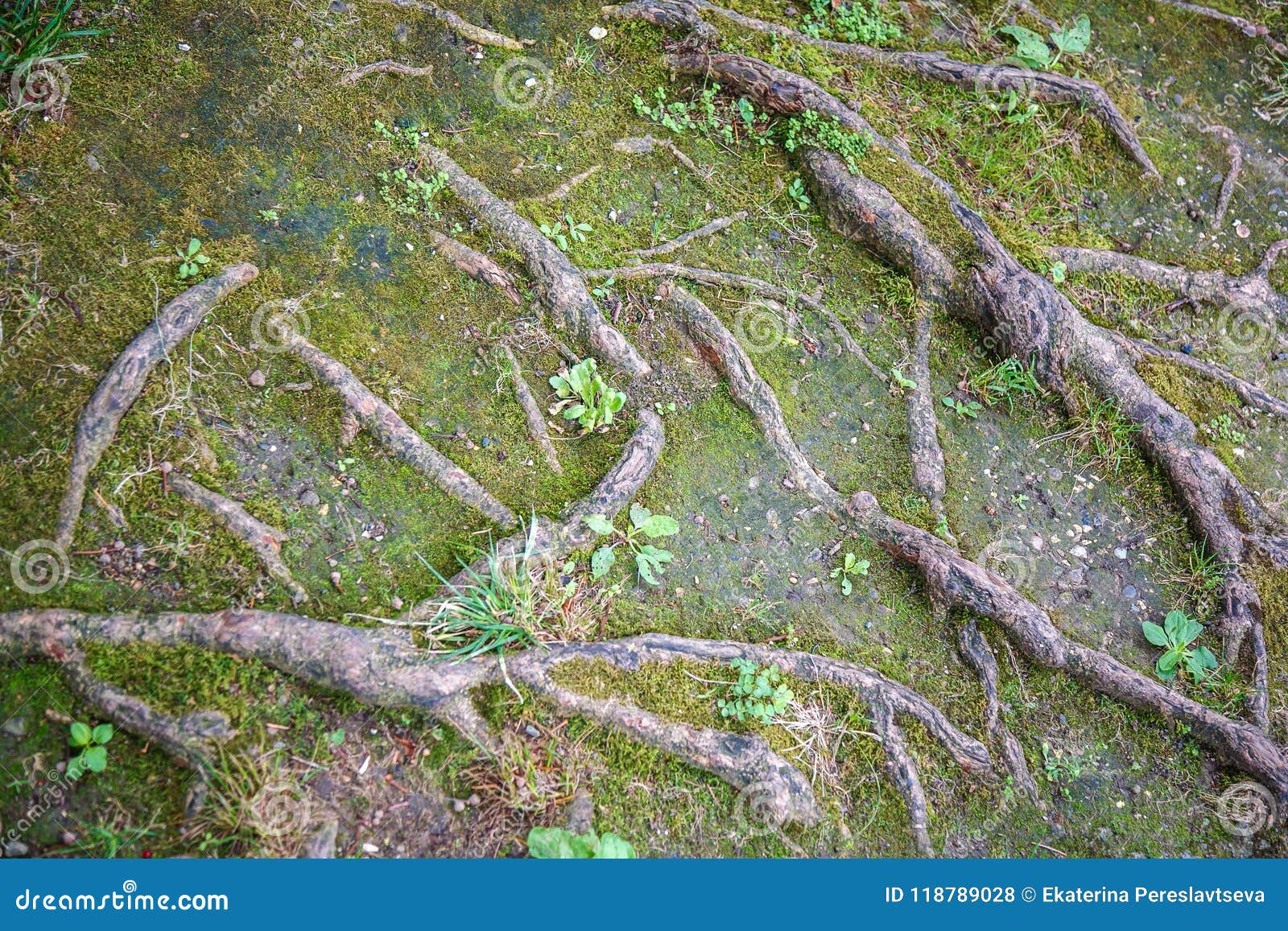 The Roots of the Trees, the View from the Top Stock Photo - Image of ...