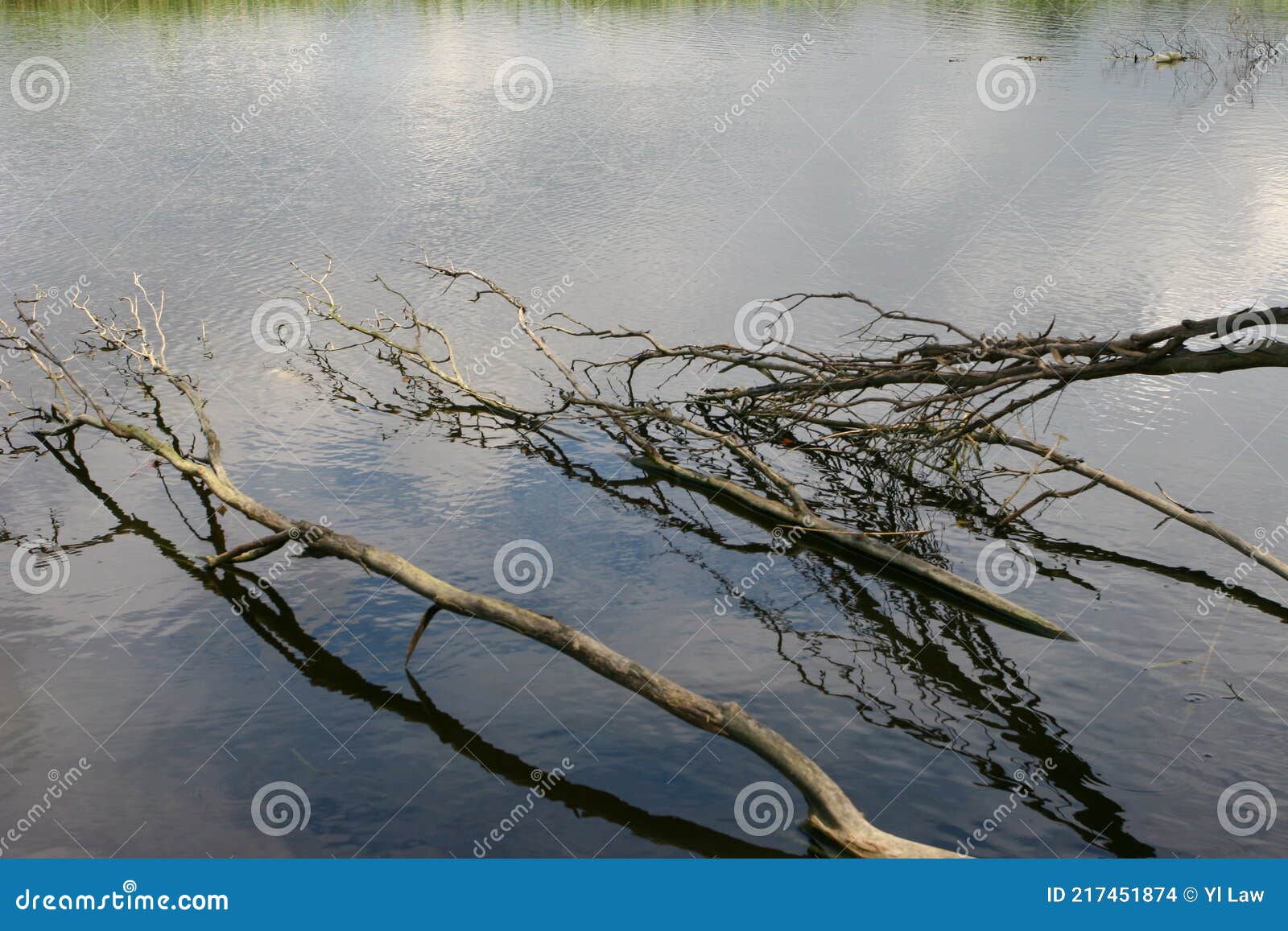 A Roots of Trees in the Water. Reflection of Tree Branches Stock Photo ...