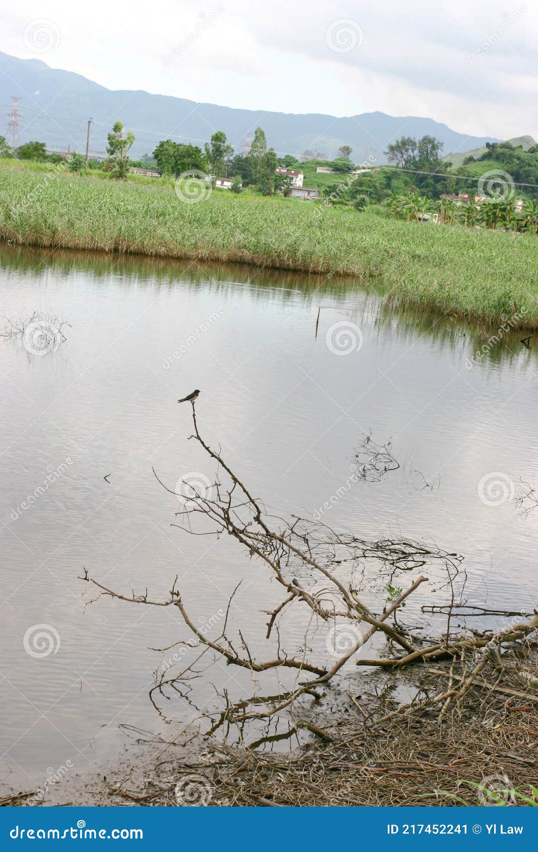 A Roots of Trees in the Water. Reflection of Tree Branches Stock ...