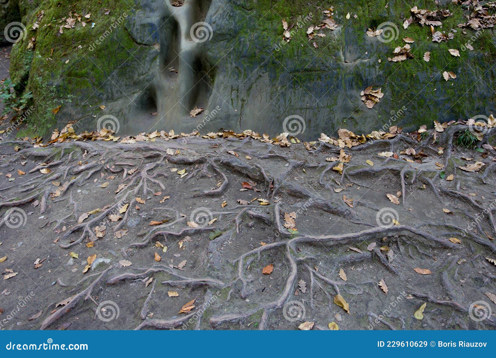 Tree Roots on the Soil Surface at the Foot of the Rock with Traces of ...