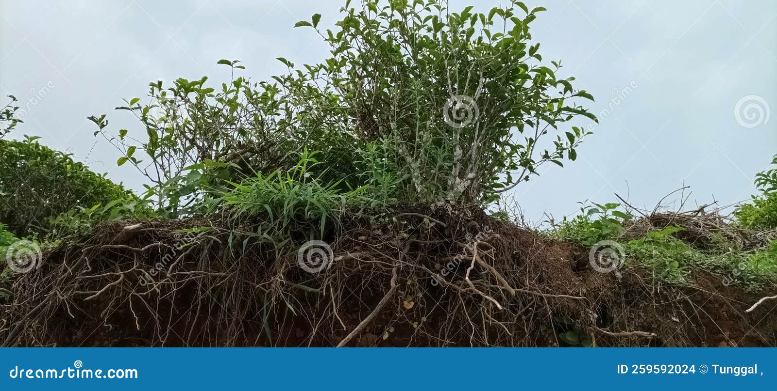 The Roots of the Trees that Were Eroded by the Rain Stock Photo - Image ...