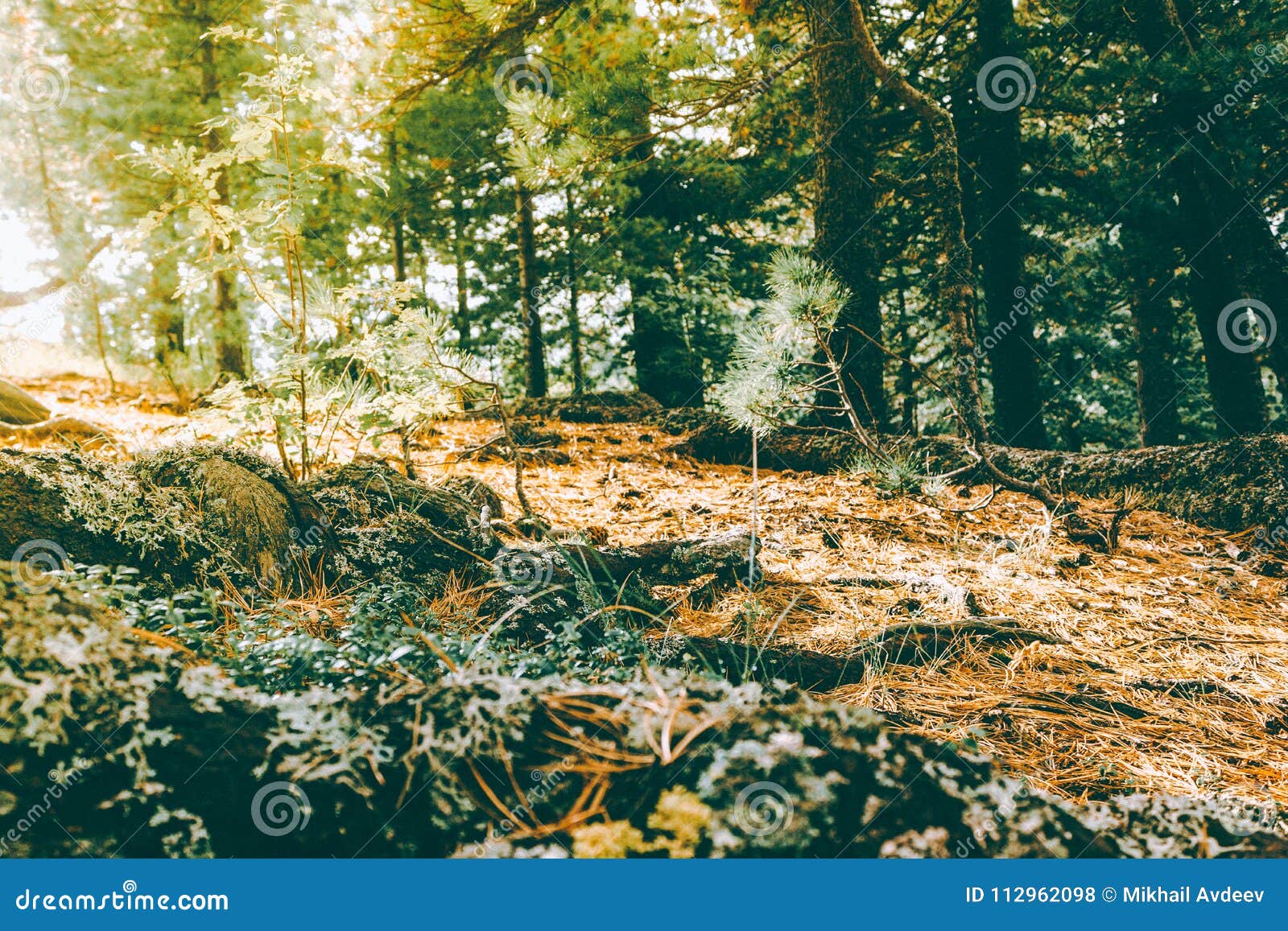 The Roots of the Trees and the Yellow Needles Stock Photo - Image of ...