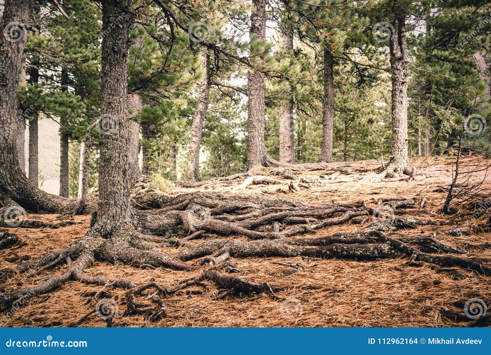 The Roots of the Trees and the Yellow Needles Stock Photo - Image of ...