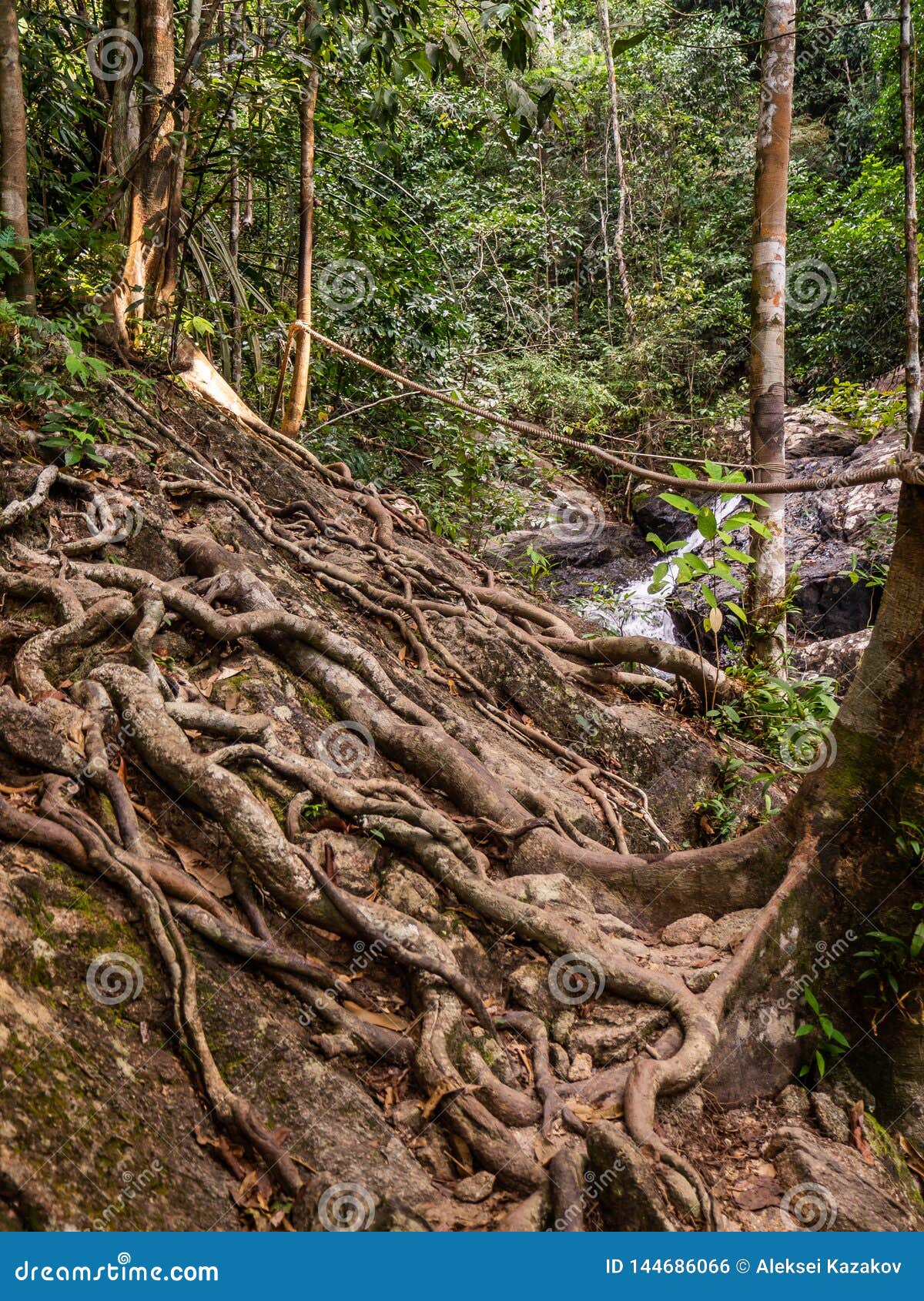 The Roots of a Tropical Tree Stock Photo - Image of rainforest, pattern ...