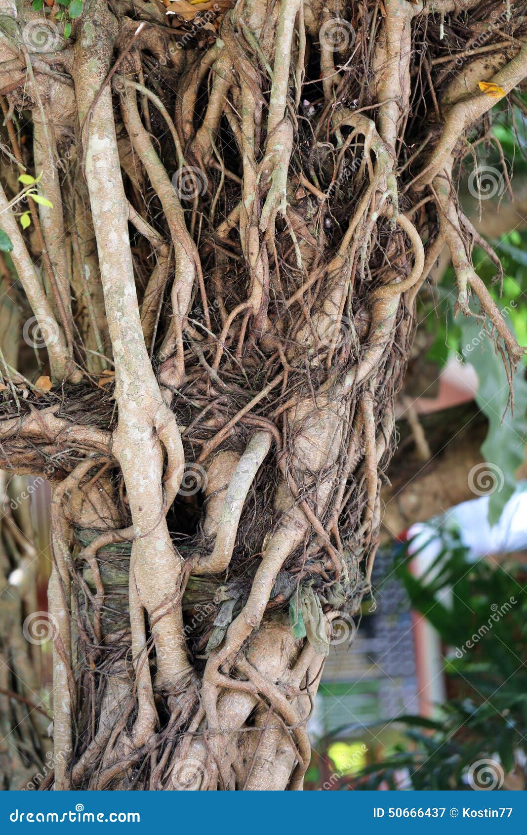 The Roots of a Tropical Tree Stock Image - Image of lanka, nature: 50666437
