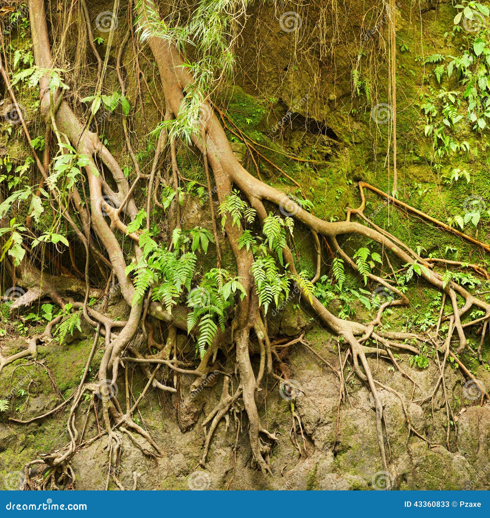 Roots of a Tropical Tree in the Soil Eroded by Rain Stock Image - Image ...