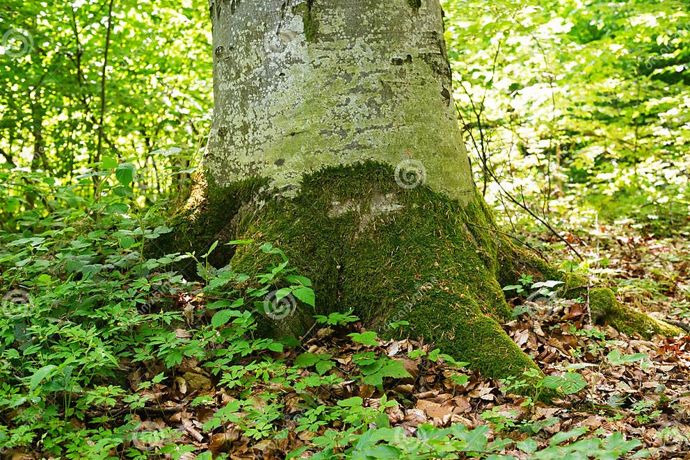 Roots and Trunk of a Beech Tree in a Deciduous Forest Stock Photo ...