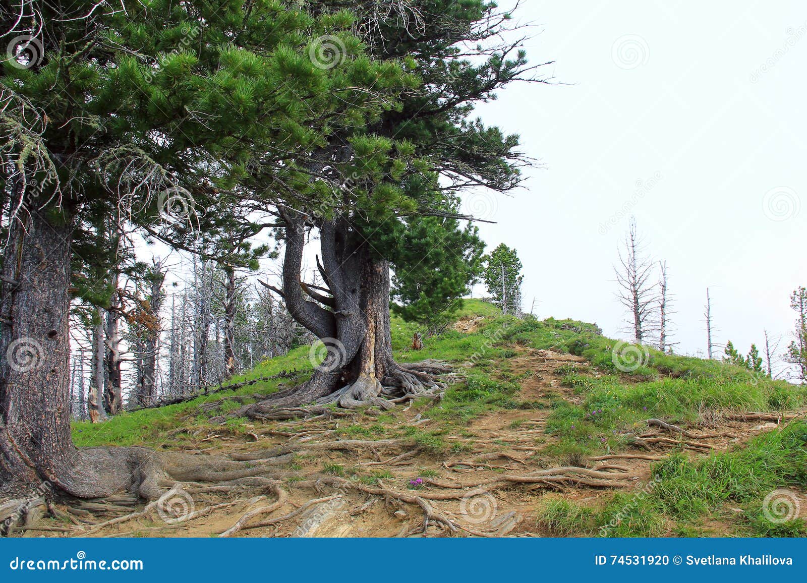Roots and Trunk of Tree in Mountain Forest Stock Photo - Image of ...