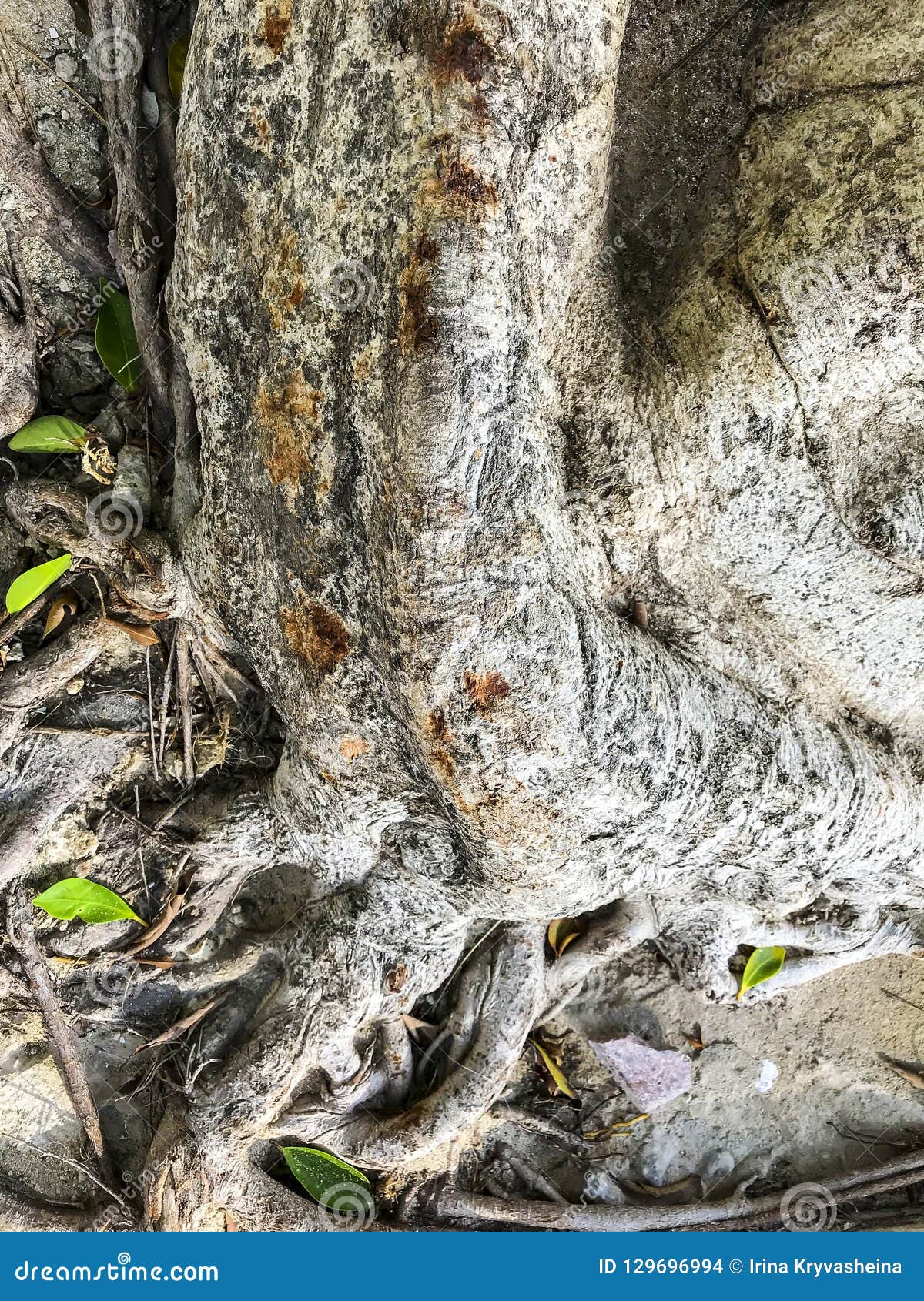 Roots and Trunk of Tropical Tree Stock Photo - Image of green, outdoors ...