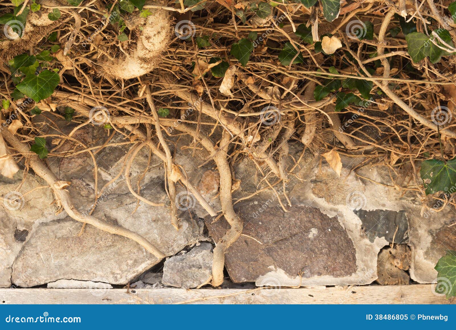 Roots and twigs of shrubs stock image. Image of grunge - 38486805