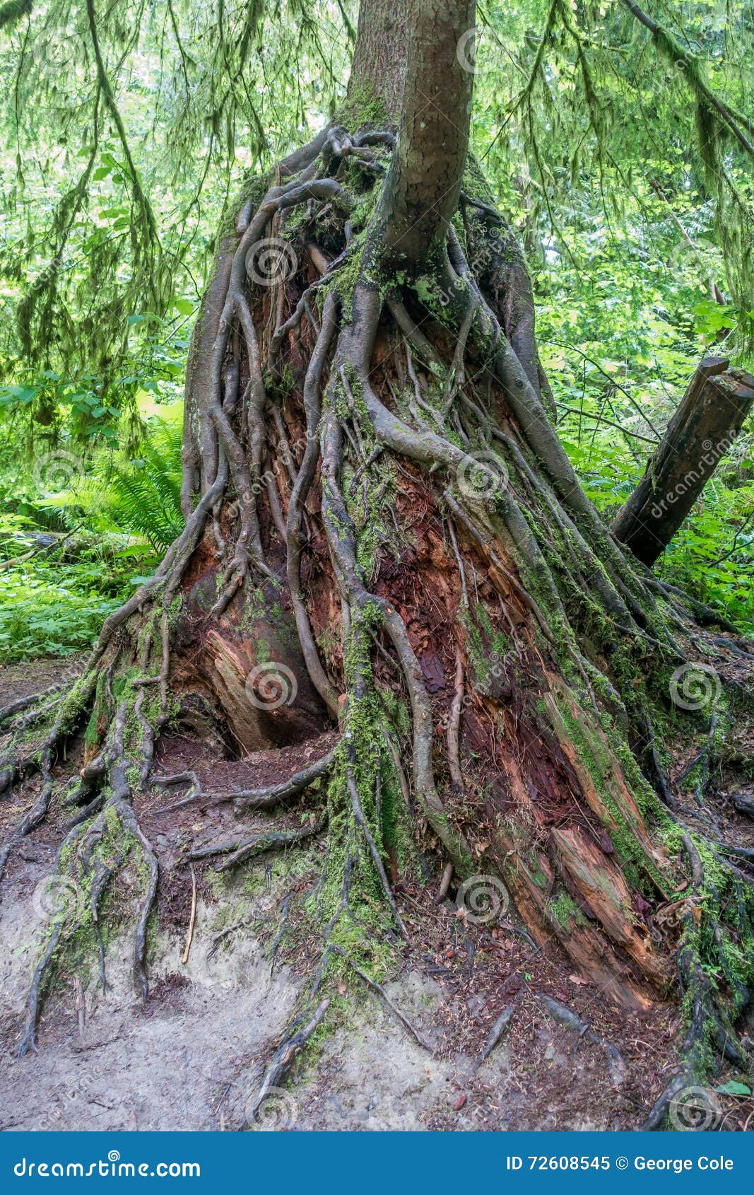 Roots Uncovered 2 stock image. Image of unusual, macro - 72608545