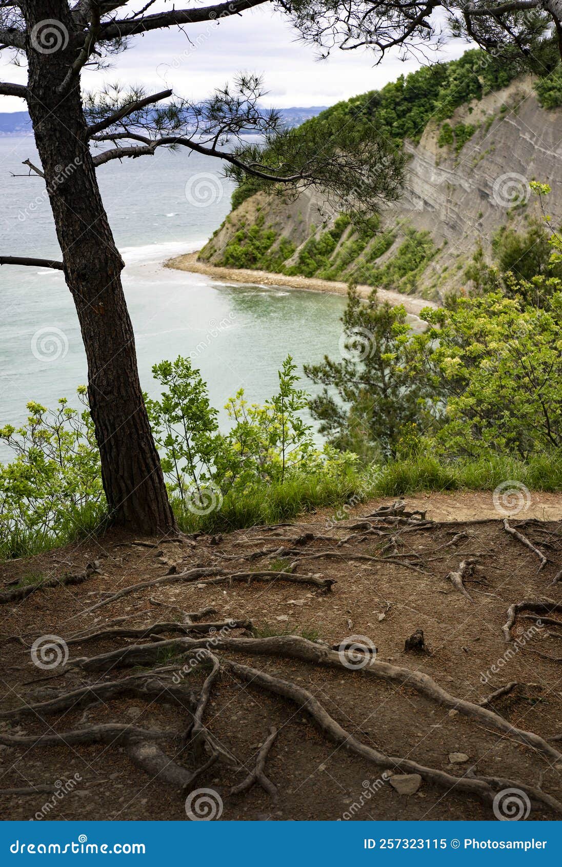 Roots Under Pine Tree and Over the Sea Level Stock Image - Image of ...