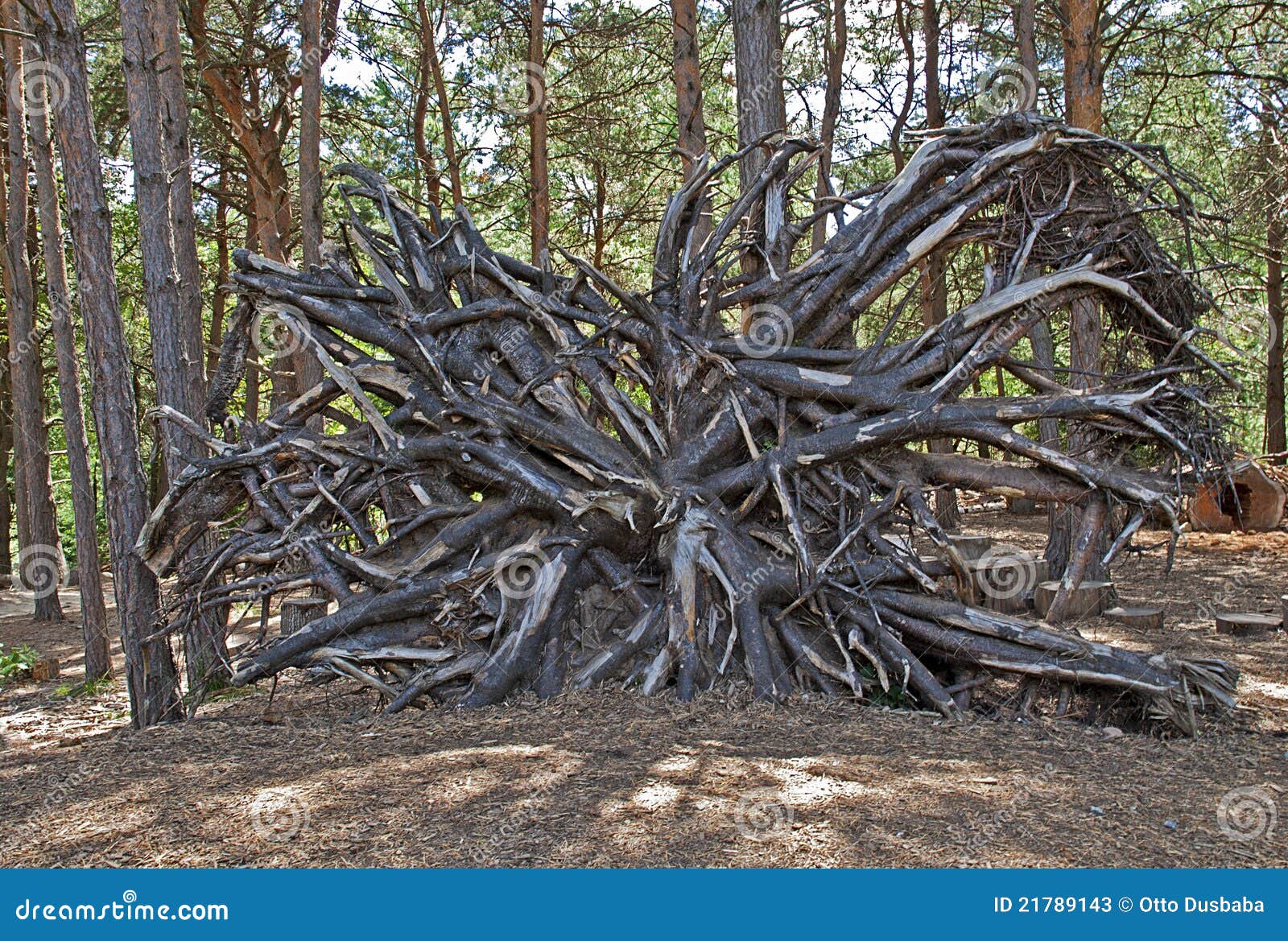 Roots of uprooted tree stock image. Image of soil, woods - 21789143