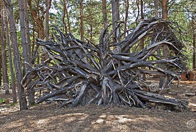 Roots of uprooted tree stock image. Image of soil, woods - 21789143