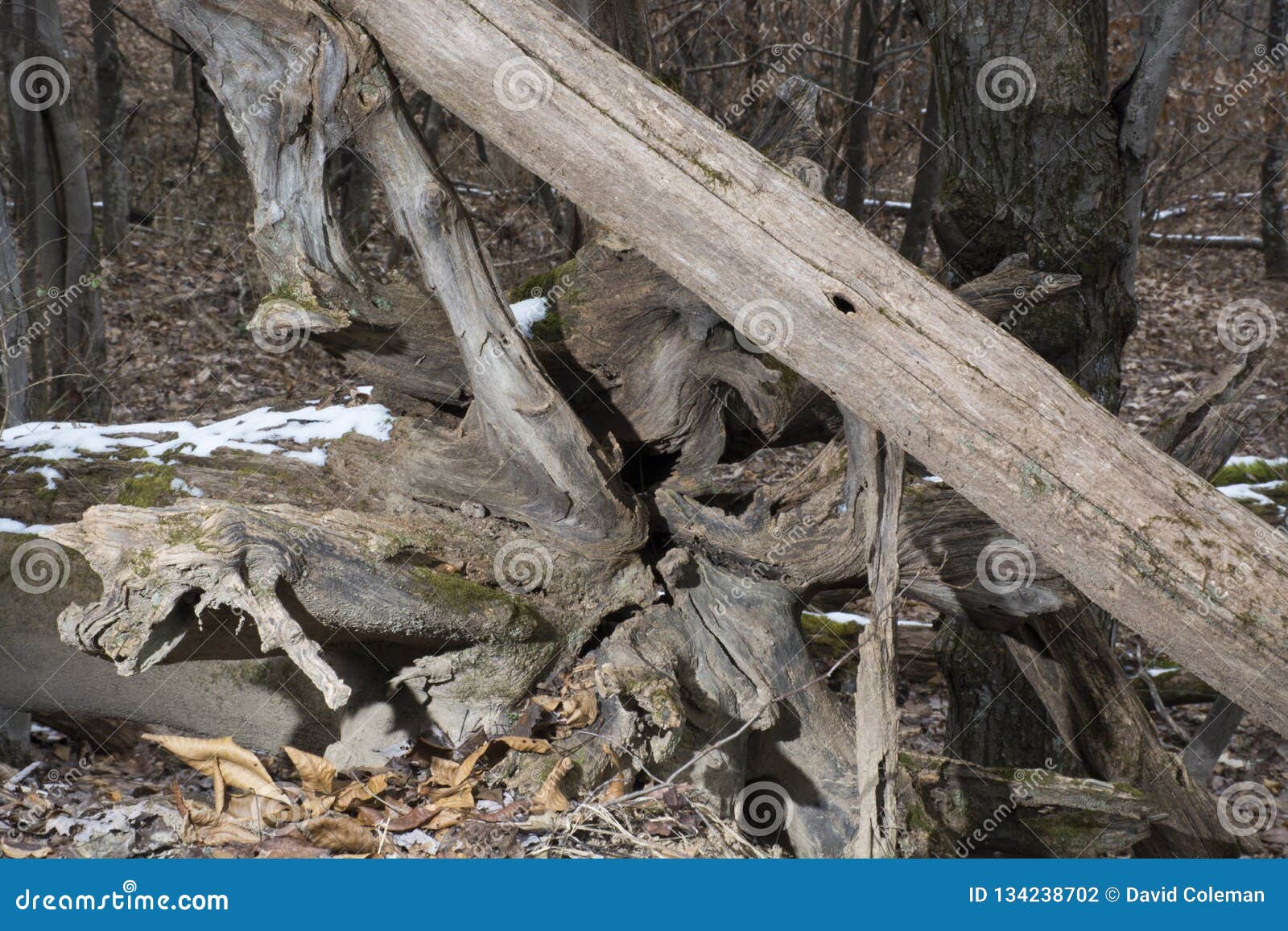 Root end of fallen tree stock photo. Image of branches - 134238702