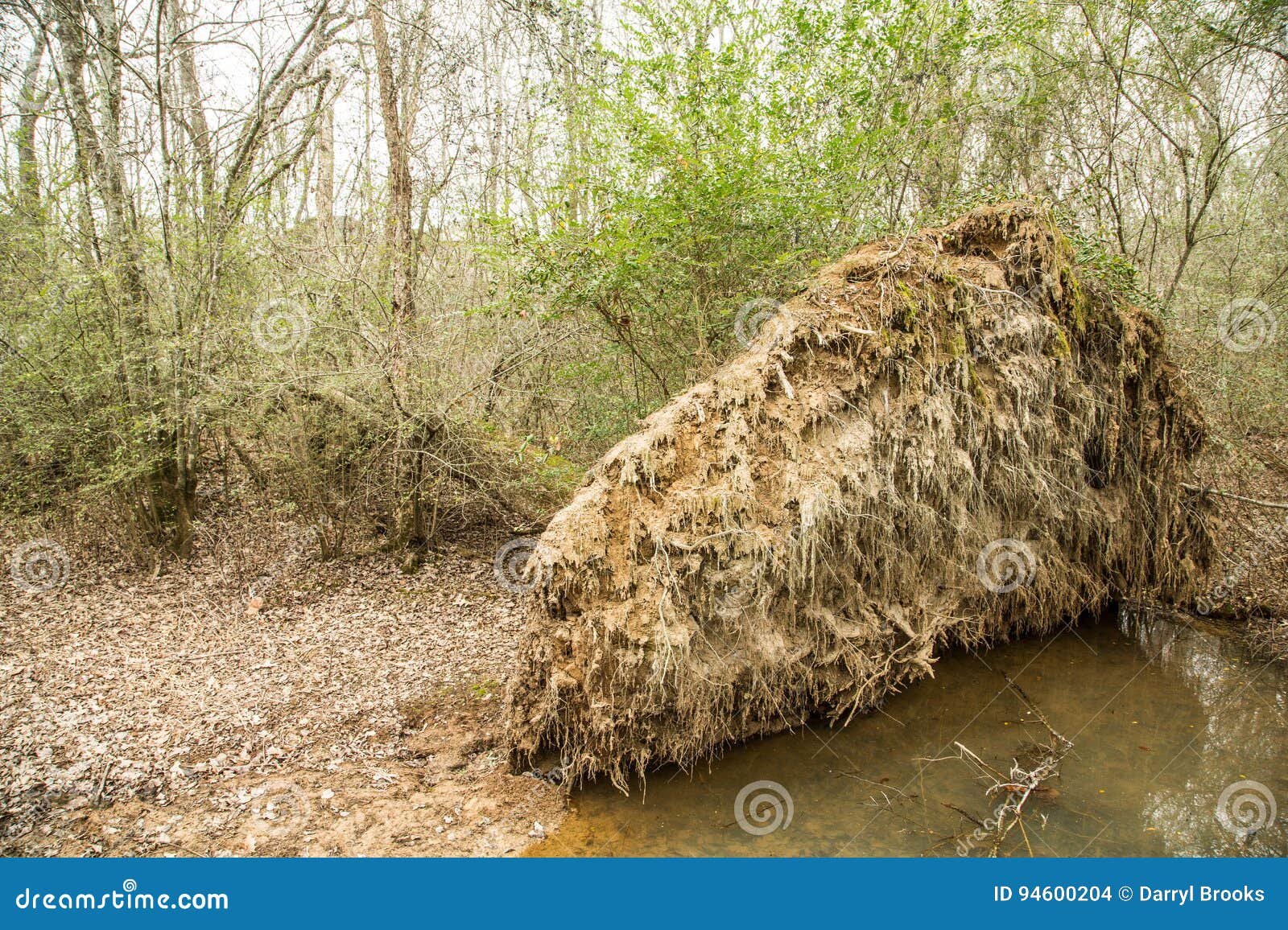 Roots of Uprooted Tree stock photo. Image of storm, exposed - 94600204