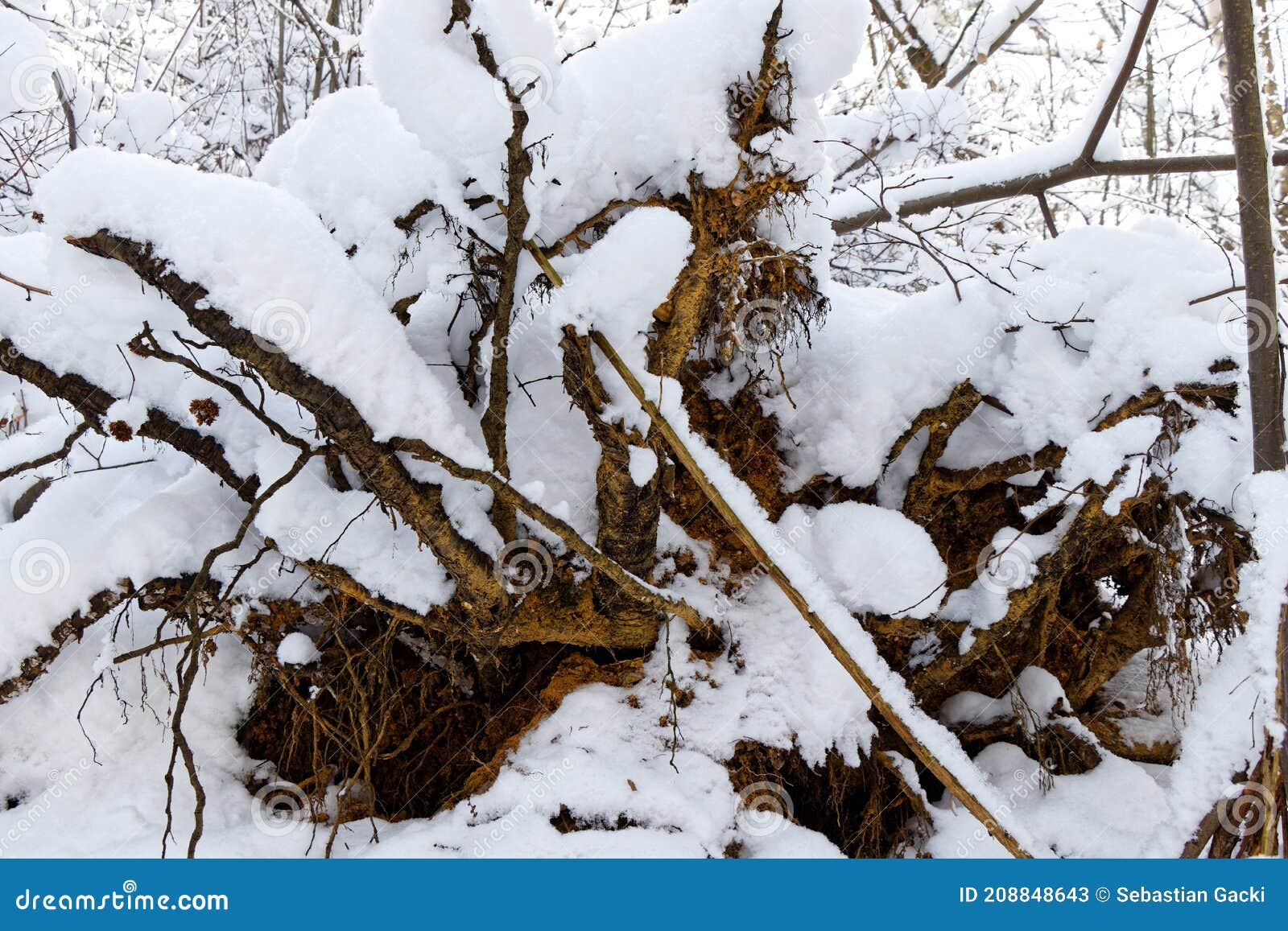 Roots of an Uprooted Tree in Winter Stock Image - Image of covered ...