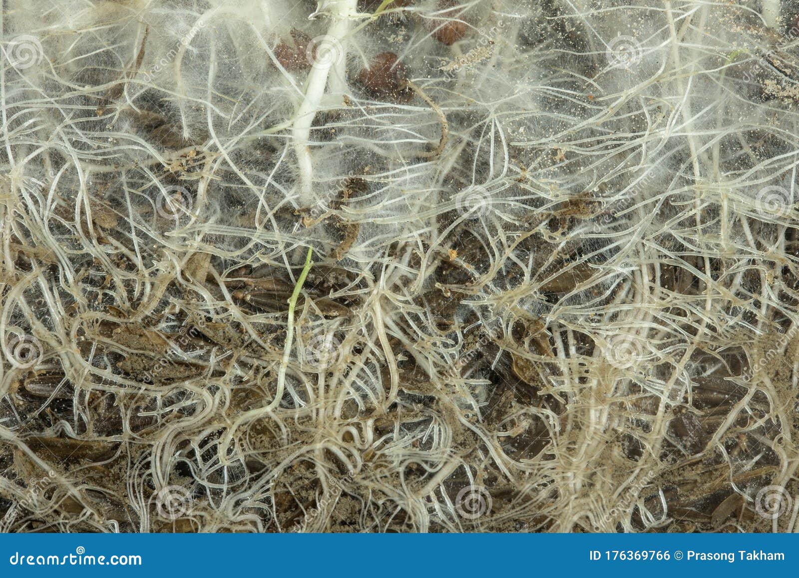The Roots of Vegetables in the Underground Corner Stock Photo - Image ...