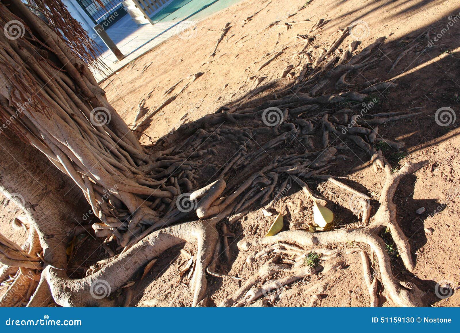 Roots stock photo. Image of woods, earth, ground, roots - 51159130