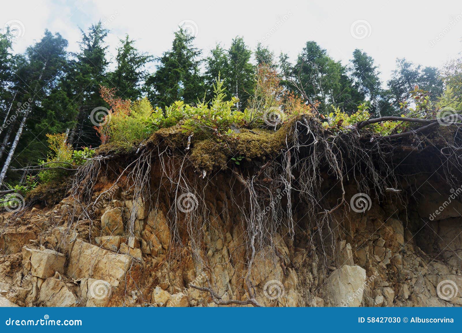 Roots stock photo. Image of dangling, view, nature, root - 58427030