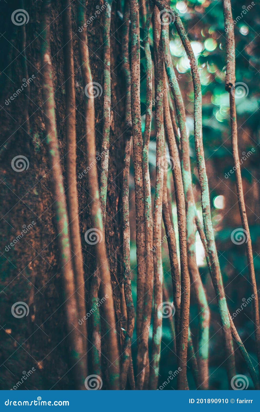 The roots vine on the tree stock photo. Image of tropical - 201890910