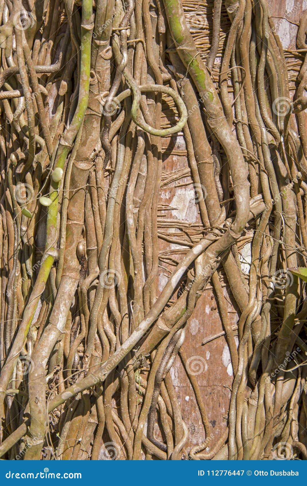 Roots and Vines Around Tree Stock Image - Image of environment, nature ...