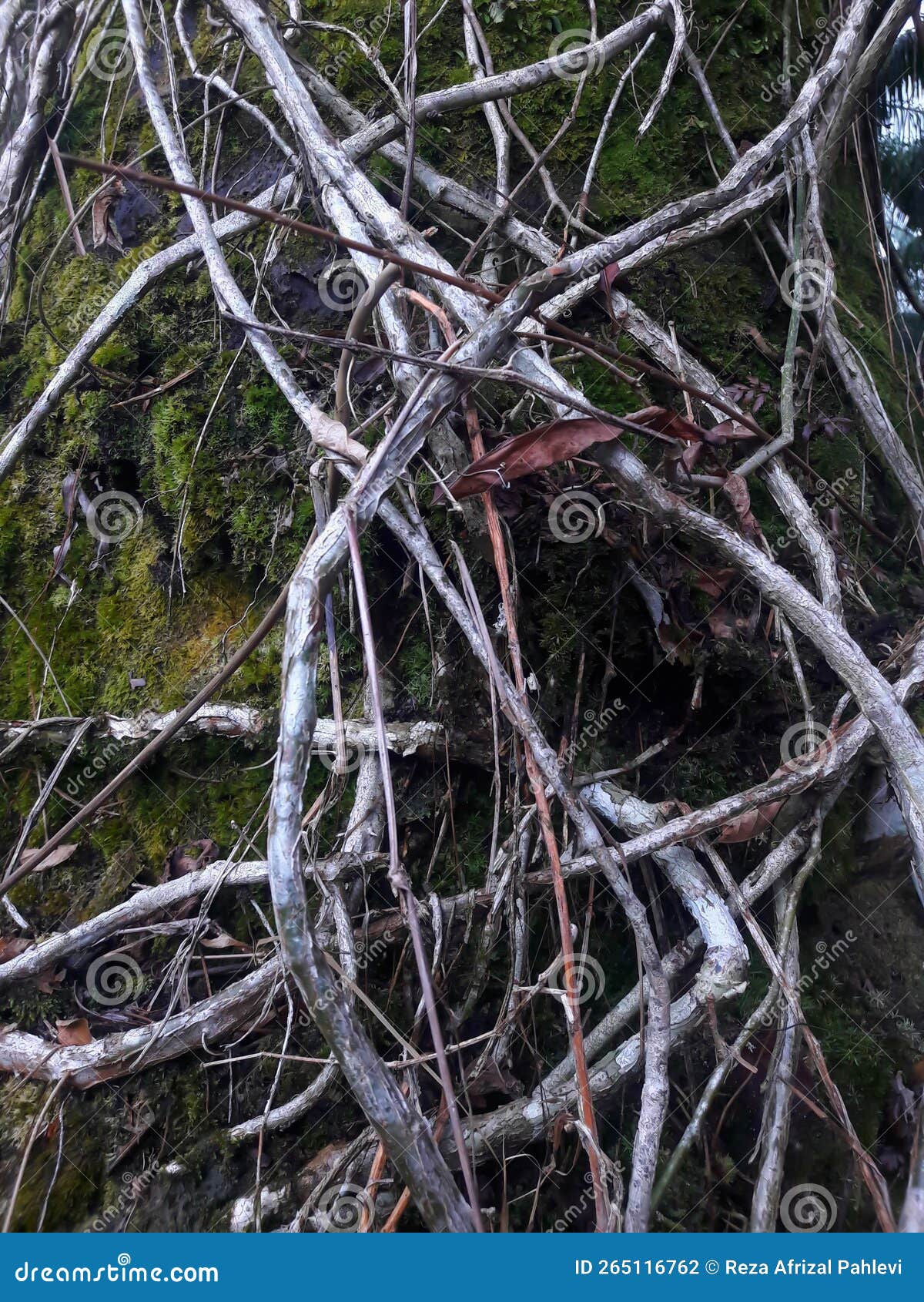 The Roots of the Vines on the Trunk of the Palm Tree Stock Photo ...