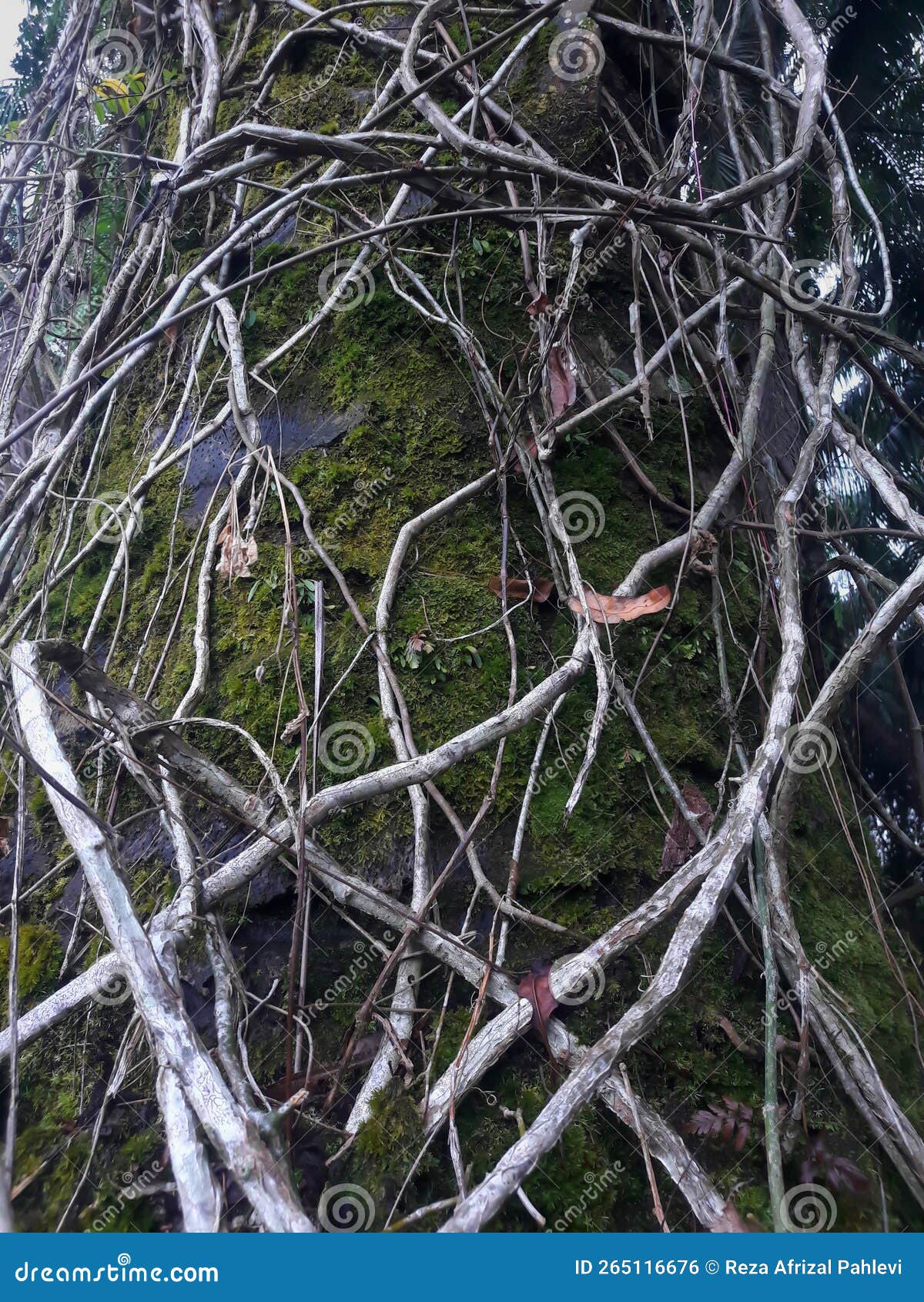 The Roots of the Vines on the Trunk of the Palm Tree Stock Photo ...