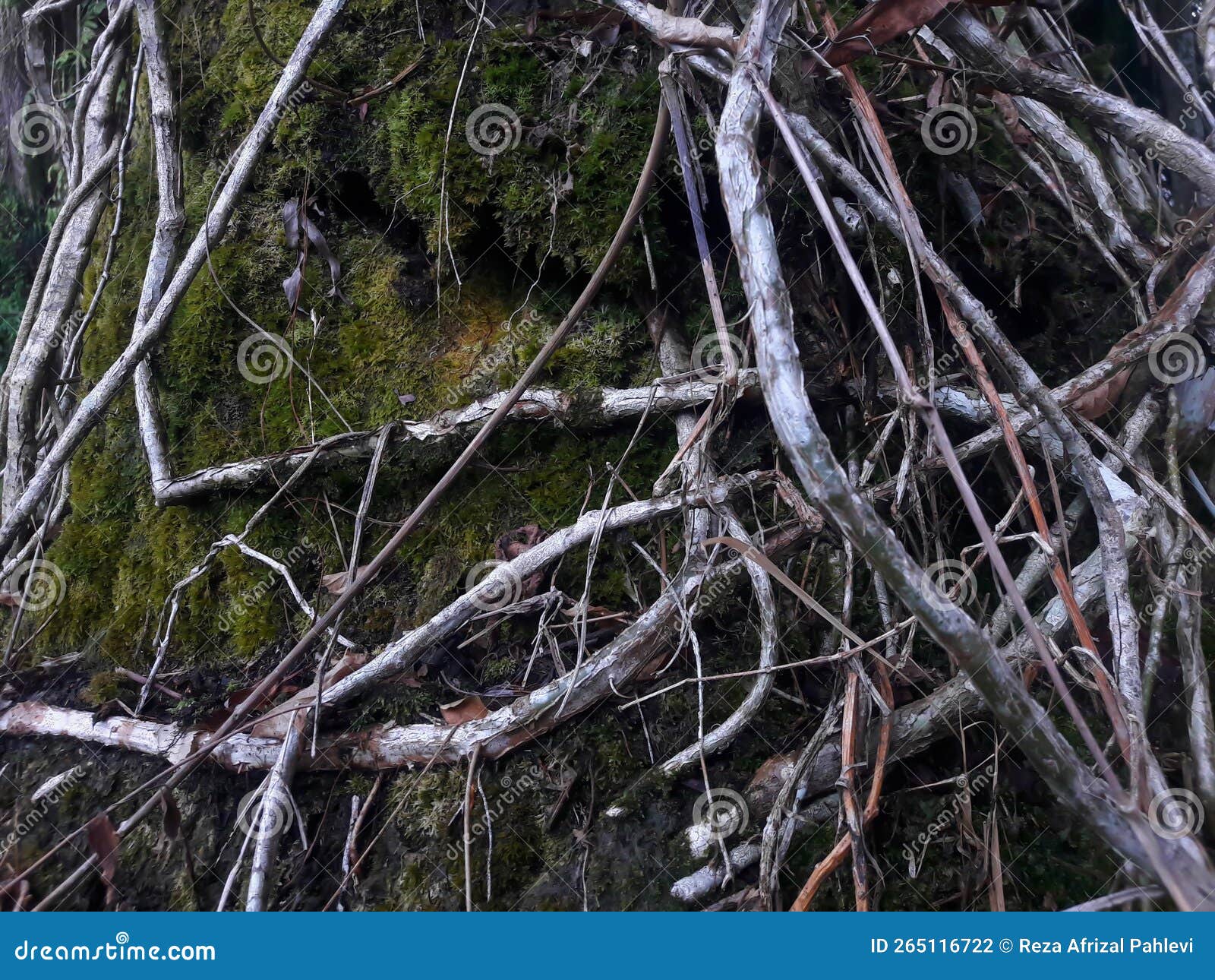 The Roots of the Vines on the Trunk of the Palm Tree Stock Photo ...