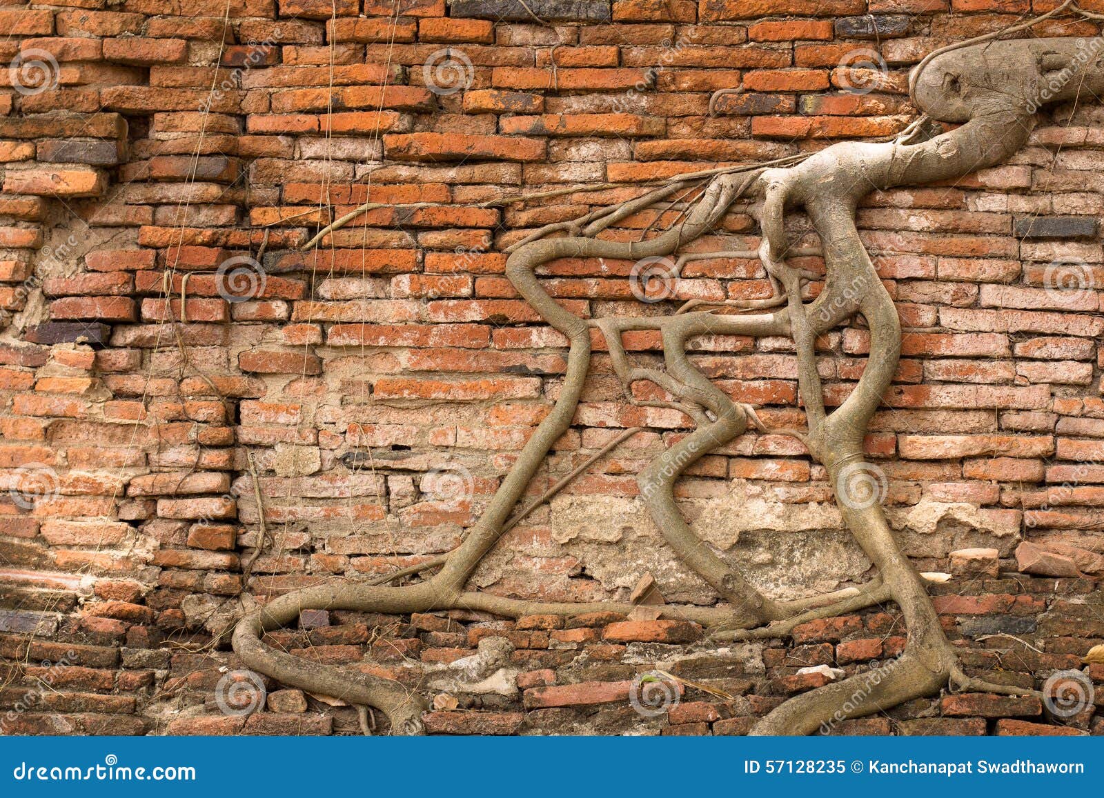 Roots on the Wall stock image. Image of architecture - 57128235